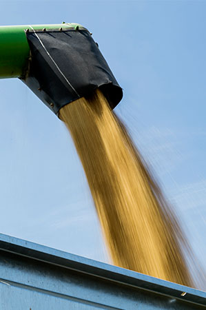 2. Raccolta - Riso Rizzotti