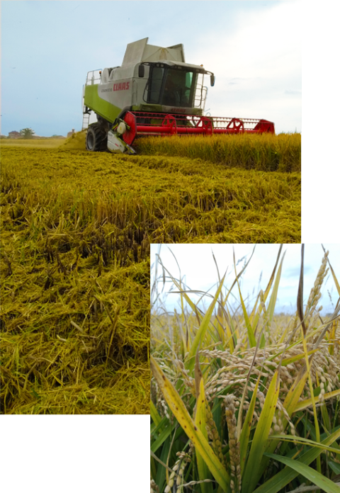 Raccolta - Riso Rizzotti